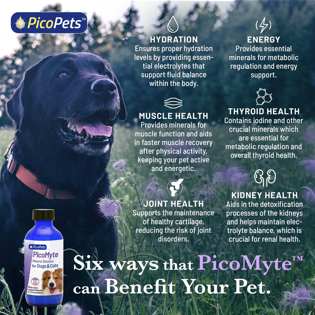 Pico Pets – PicoPets